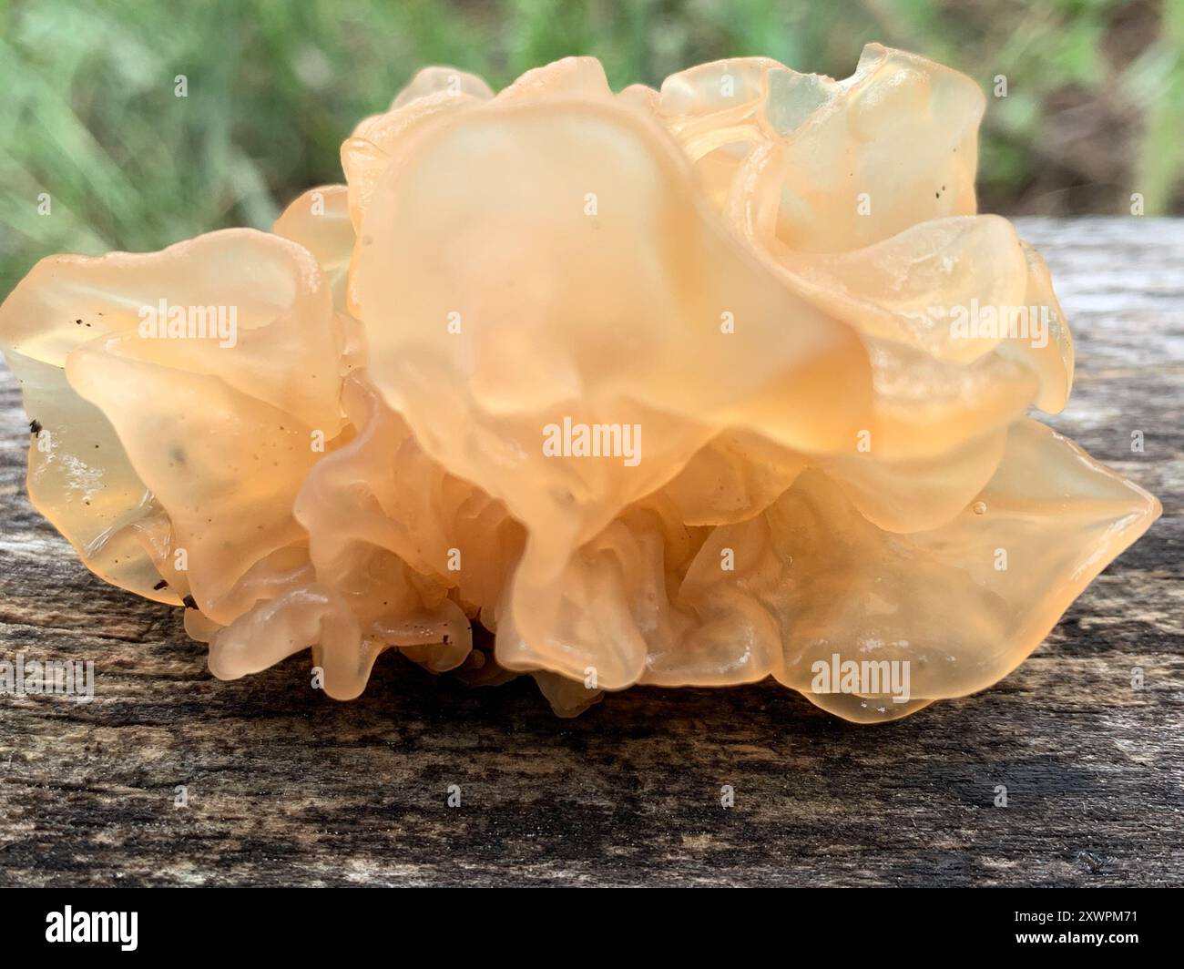 Tremellaceae fungi hi-res stock photography and images - Alamy