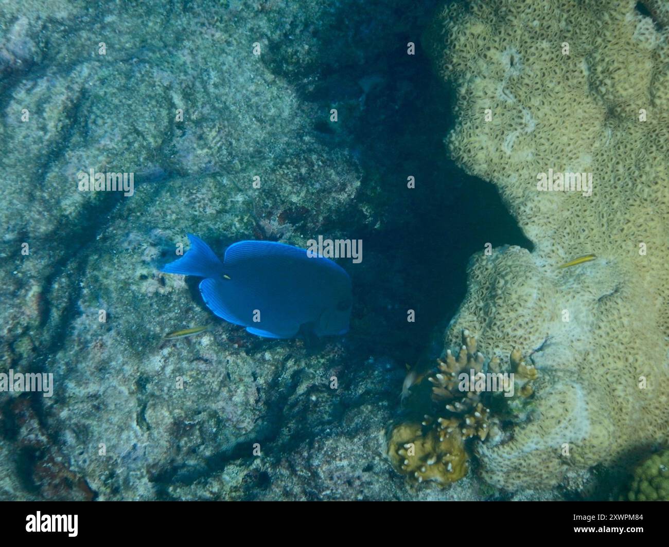 Atlantic Blue Tang (Acanthurus coeruleus) Actinopterygii Stock Photo ...