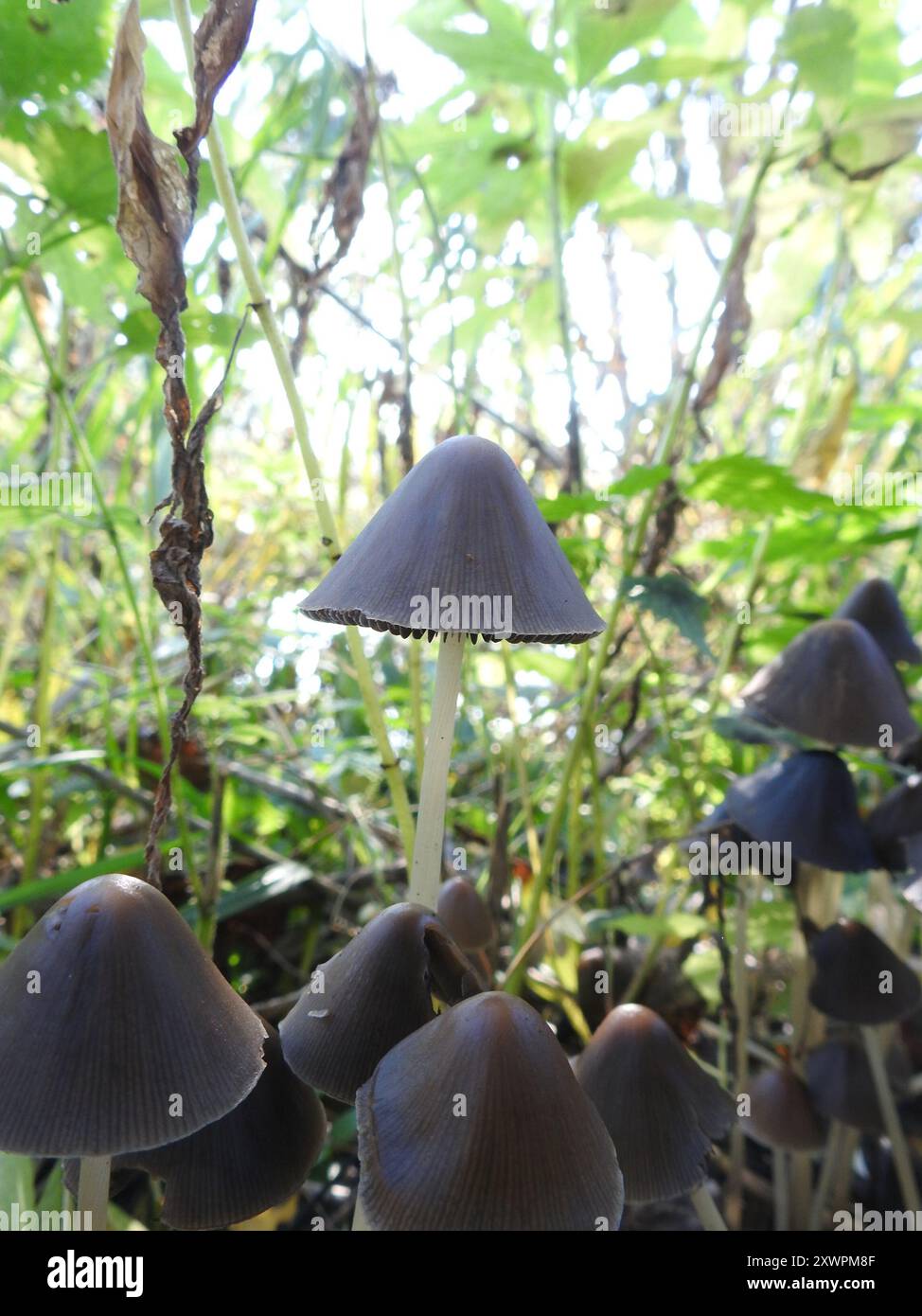 Conopilea hi-res stock photography and images - Alamy