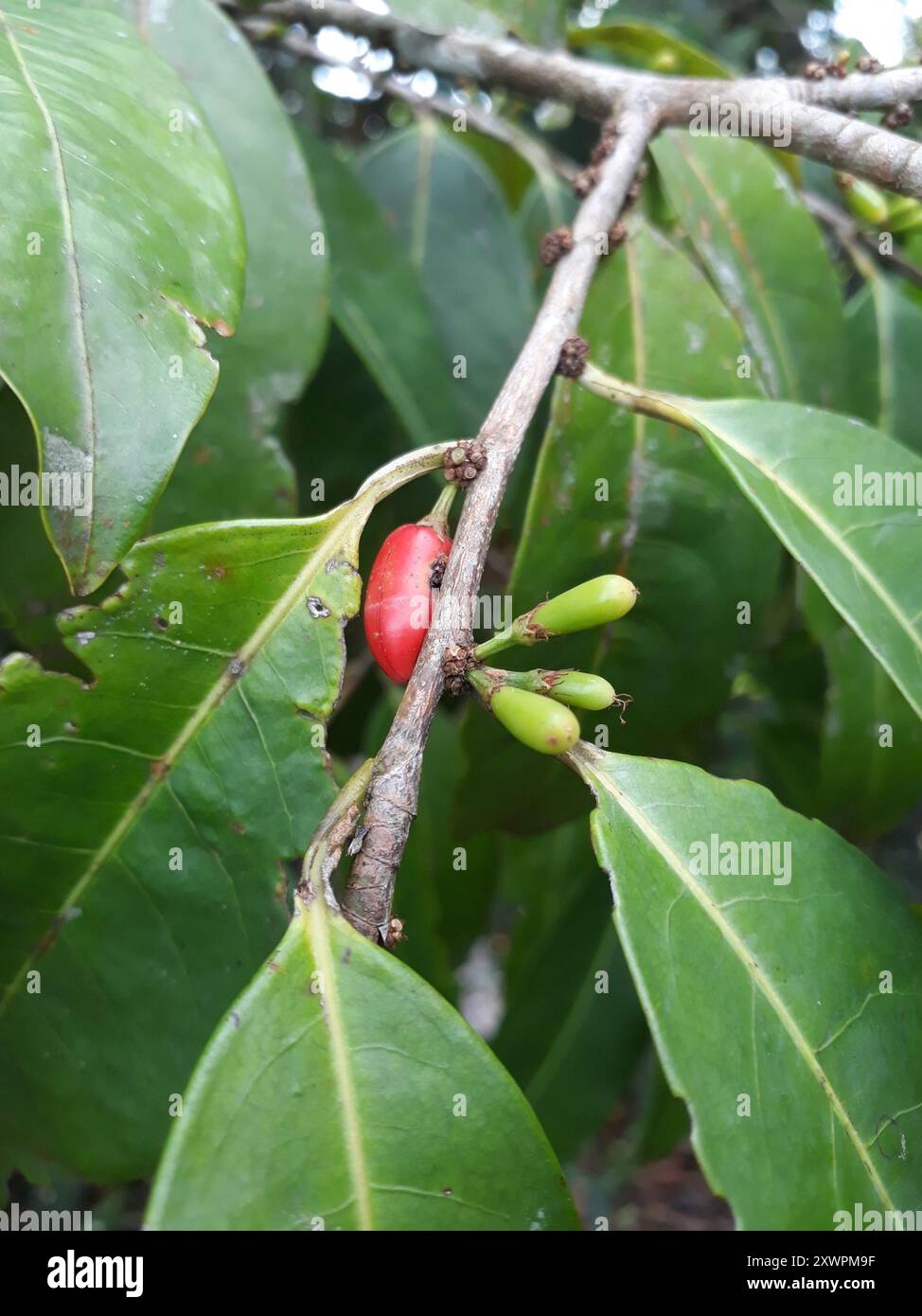 Erythroxylaceae hi-res stock photography and images - Alamy