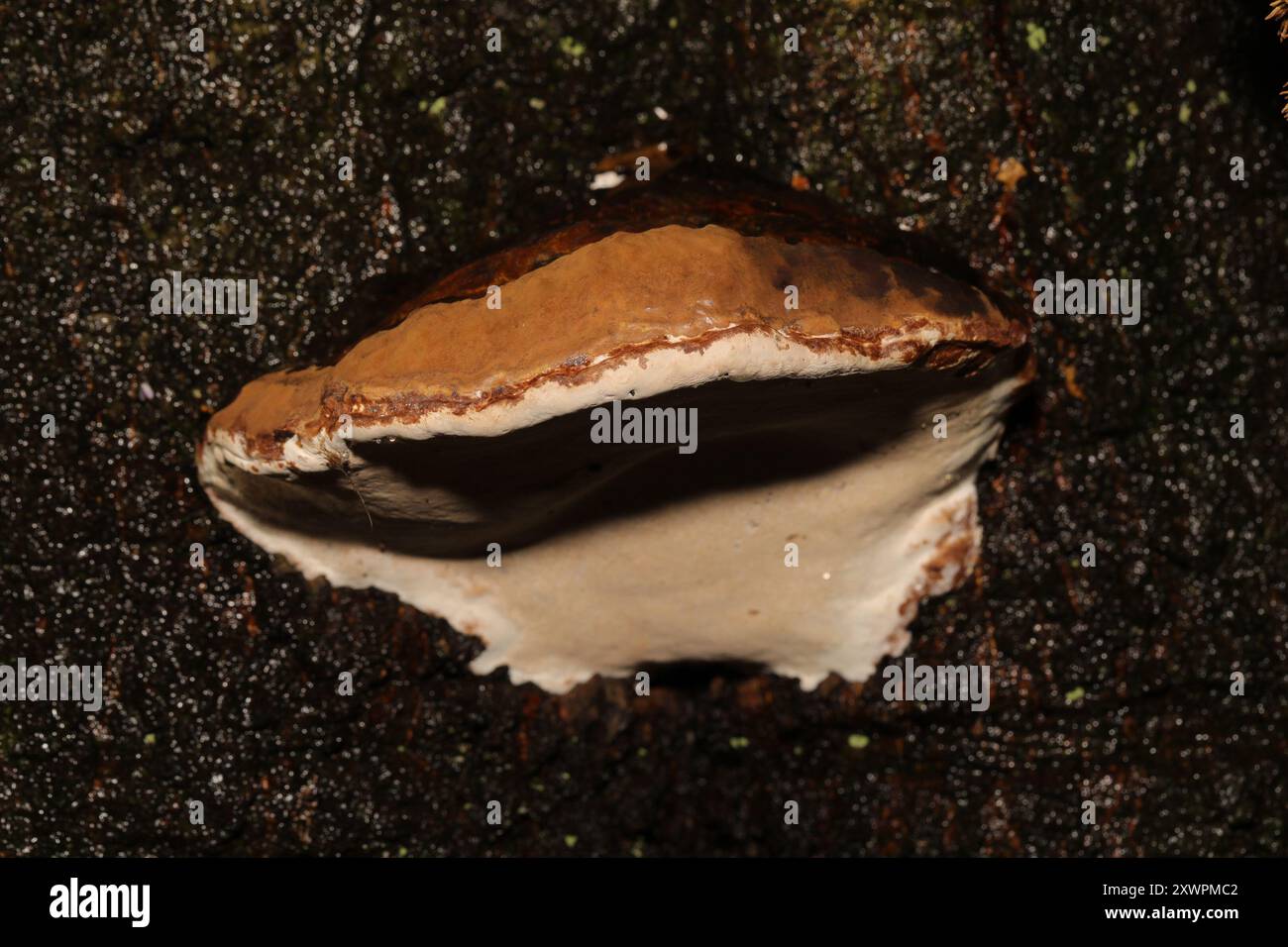 artist's bracket (Ganoderma applanatum) Fungi Stock Photo - Alamy