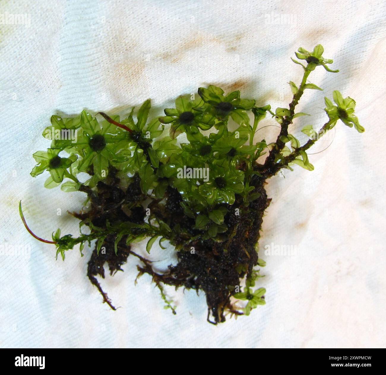 Wavy-leaf Moss (Plagiomnium ciliare) Plantae Stock Photo - Alamy