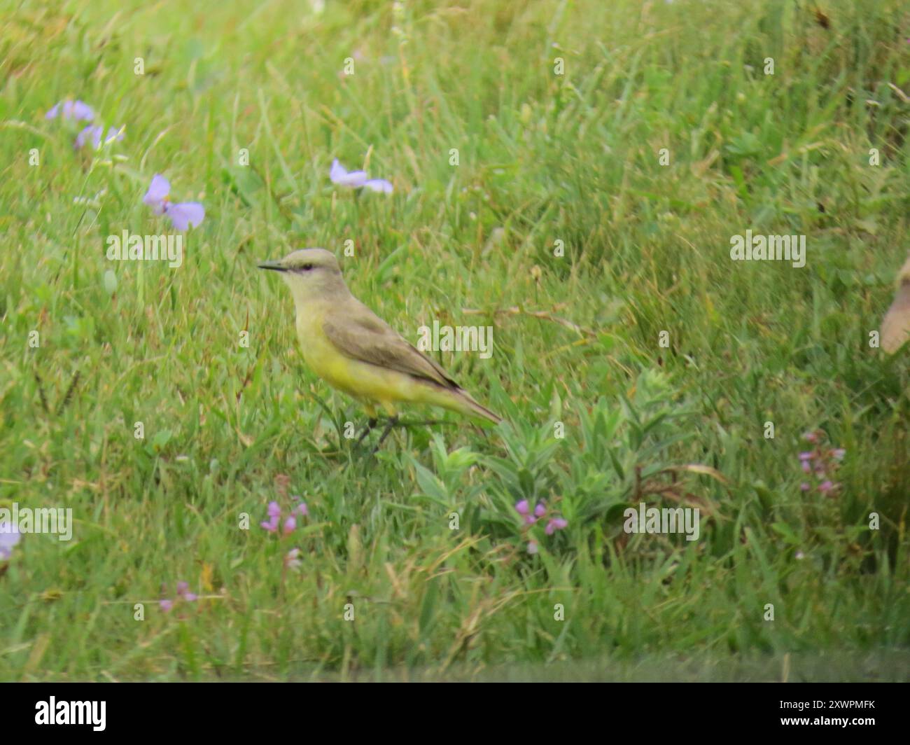 Cattle Tyrant (Machetornis rixosa) Aves Stock Photo - Alamy