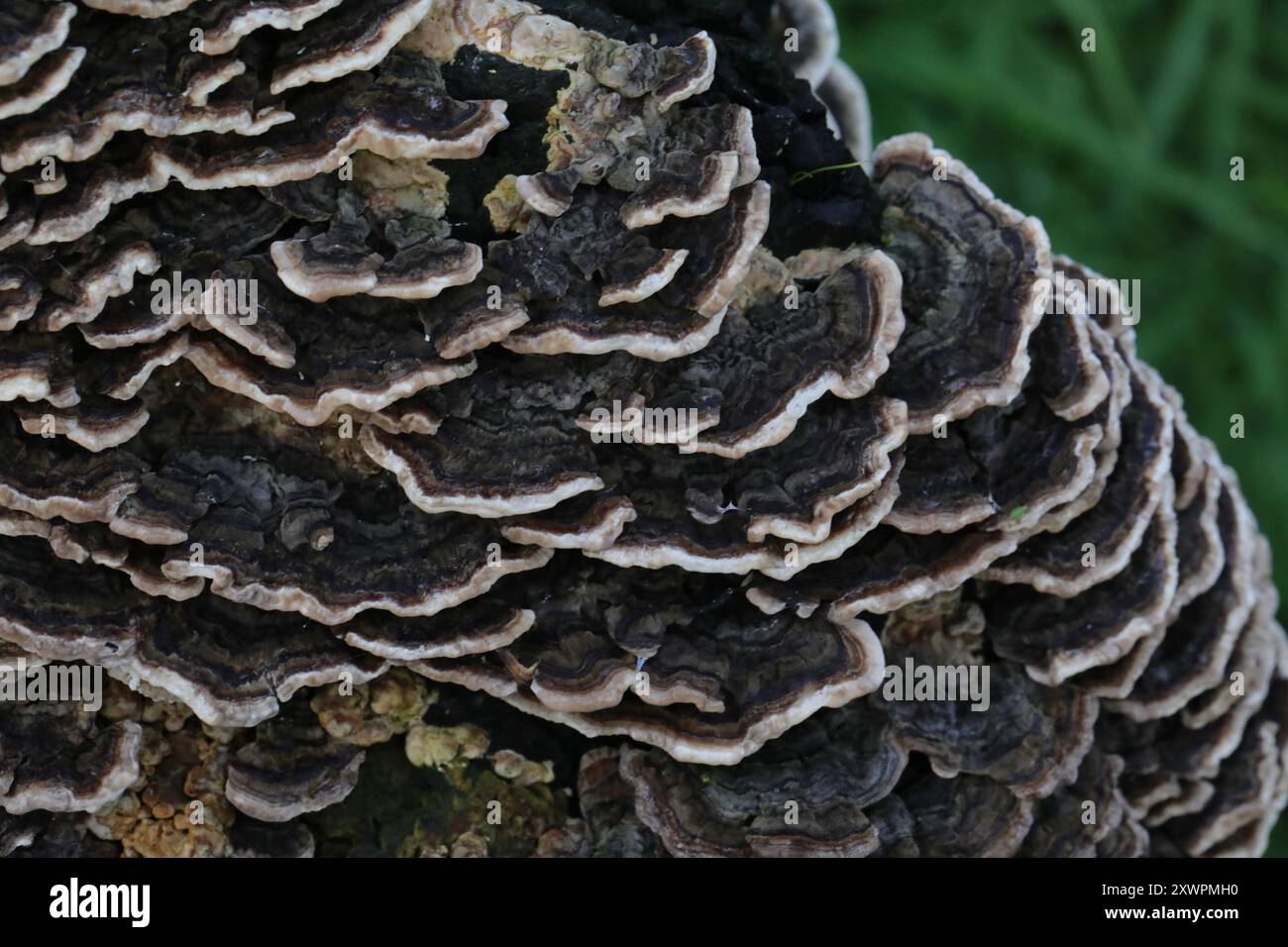 turkey-tail (Trametes versicolor) Fungi Stock Photo - Alamy