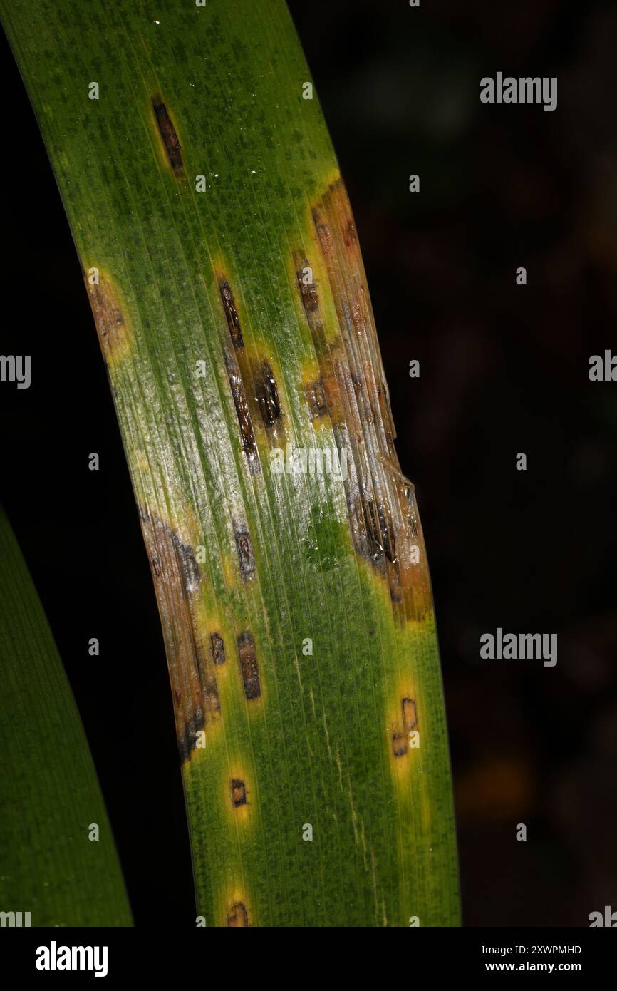 iris rust (Puccinia iridis) Fungi Stock Photo - Alamy