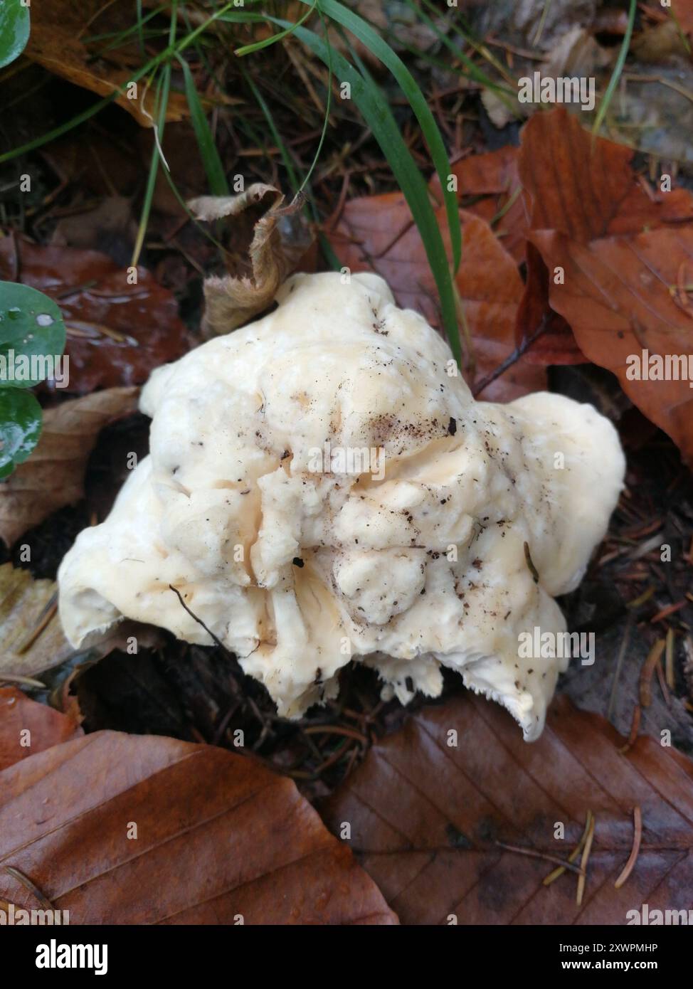 Wood Hedgehog (Hydnum repandum) Fungi Stock Photo - Alamy
