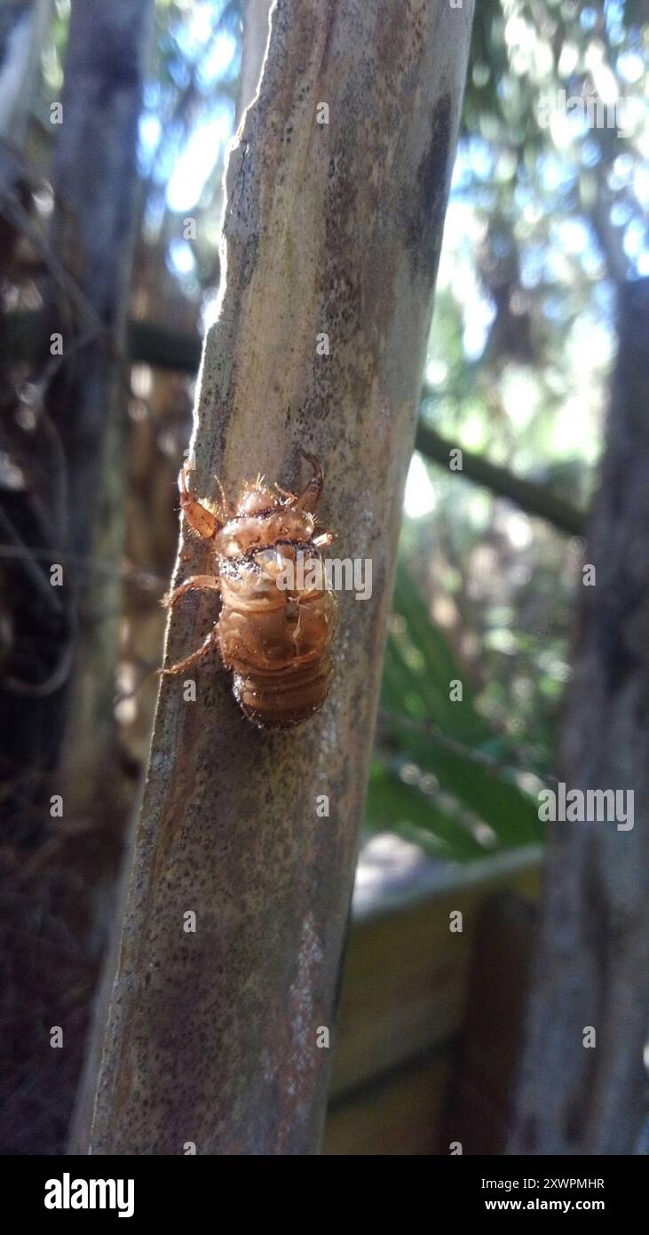 Cicadas (Cicadoidea) Insecta Stock Photo - Alamy