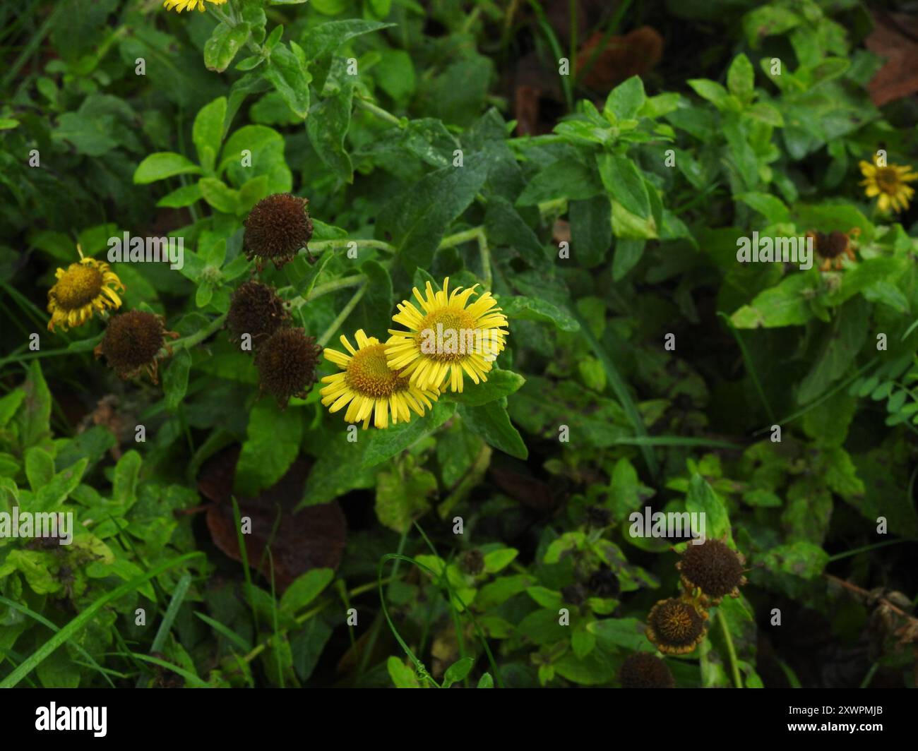 Common Fleabane (Pulicaria dysenterica) Plantae Stock Photo - Alamy