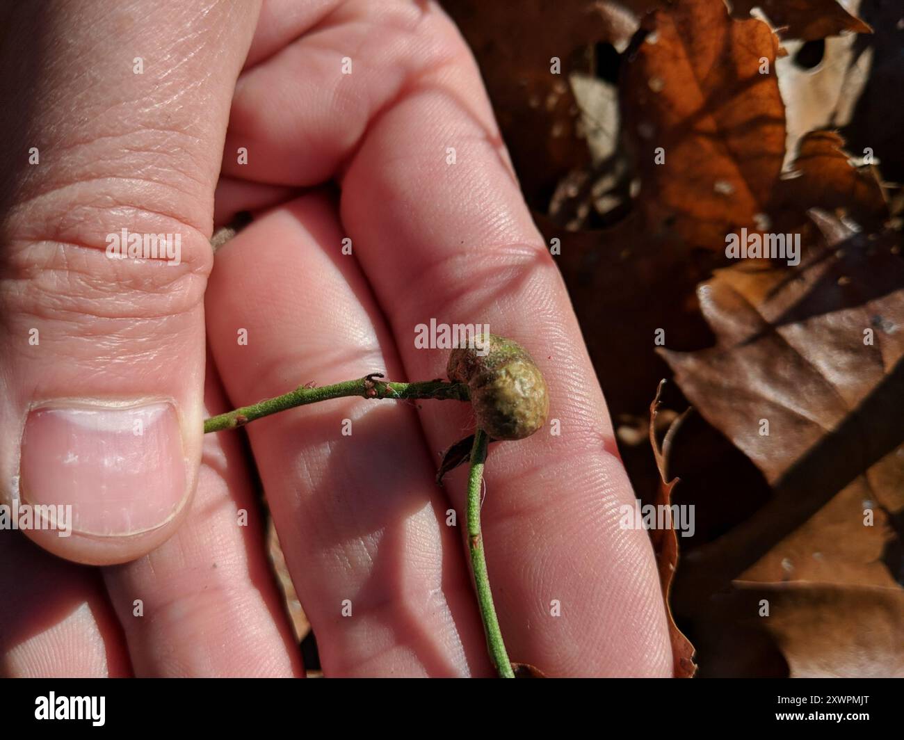 Blueberry Stem Gall Wasp (Hemadas nubilipennis) Insecta Stock Photo - Alamy