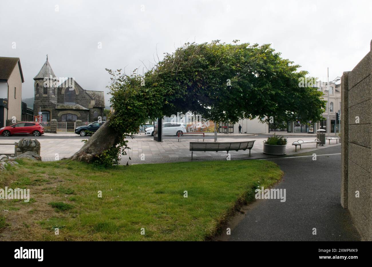 Wind shaped tree, Newcastle, County Down, Northern Ireland Stock Photo ...