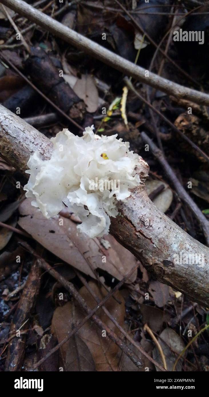 snow fungus (Tremella fuciformis) Fungi Stock Photo - Alamy