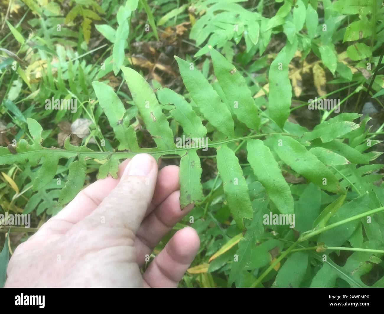 netted chain fern (Woodwardia areolata) Plantae Stock Photo - Alamy