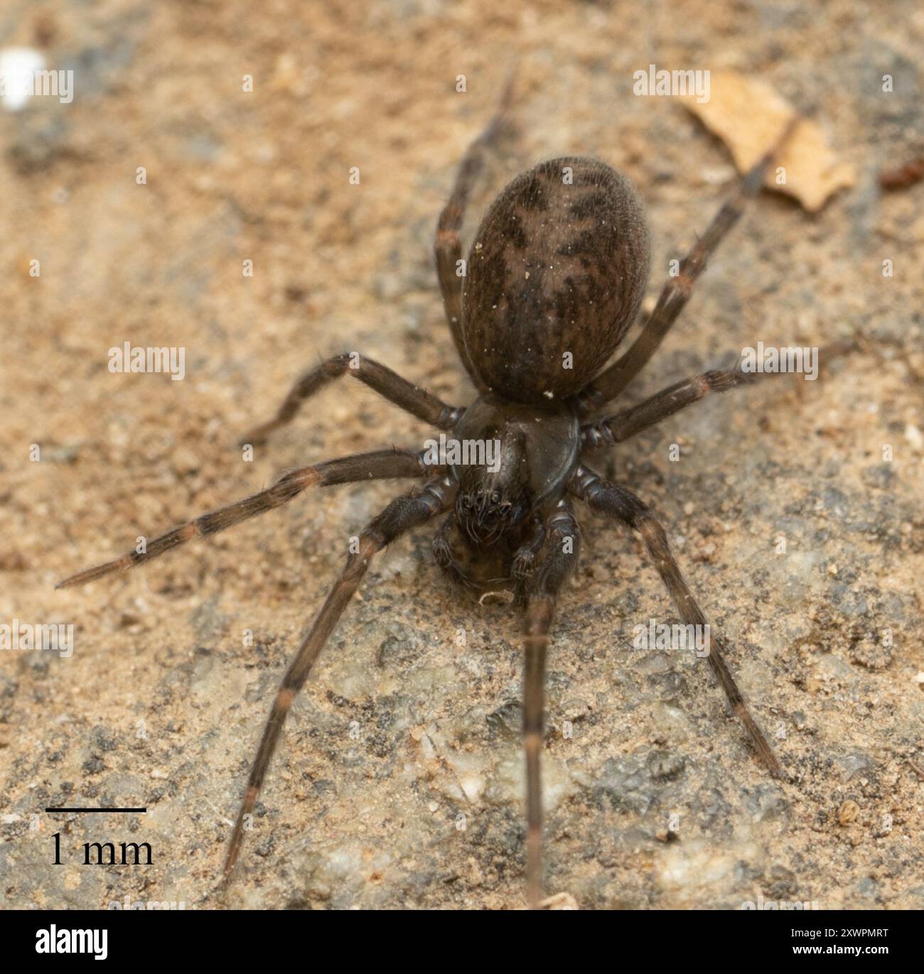 Typical Spiders (Araneomorphae) Arachnida Stock Photo - Alamy