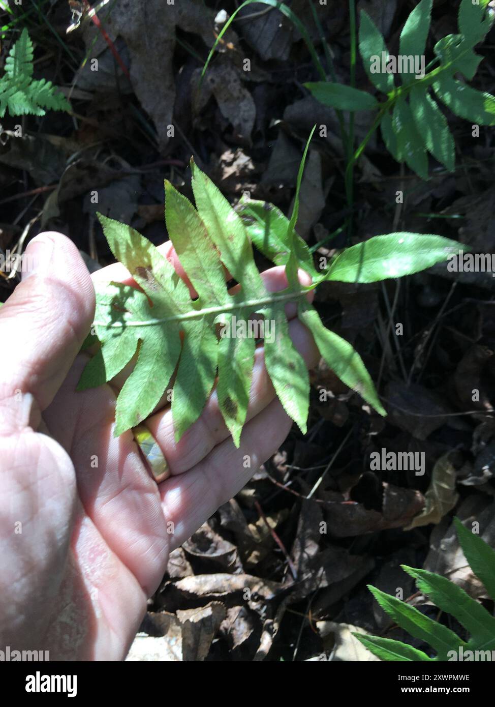 netted chain fern (Woodwardia areolata) Plantae Stock Photo - Alamy