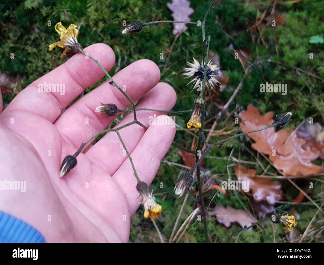 Wall hawkweed (Hieracium murorum) Plantae Stock Photo - Alamy