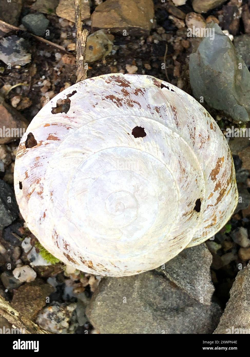 Puerto Rican Tree Snail (Caracolus caracolla) Mollusca Stock Photo - Alamy