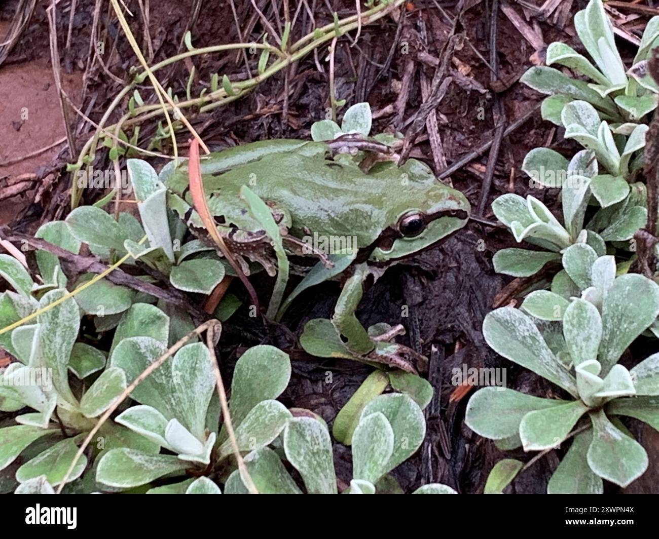 Arizona Tree Frog (Hyla wrightorum) Amphibia Stock Photo - Alamy