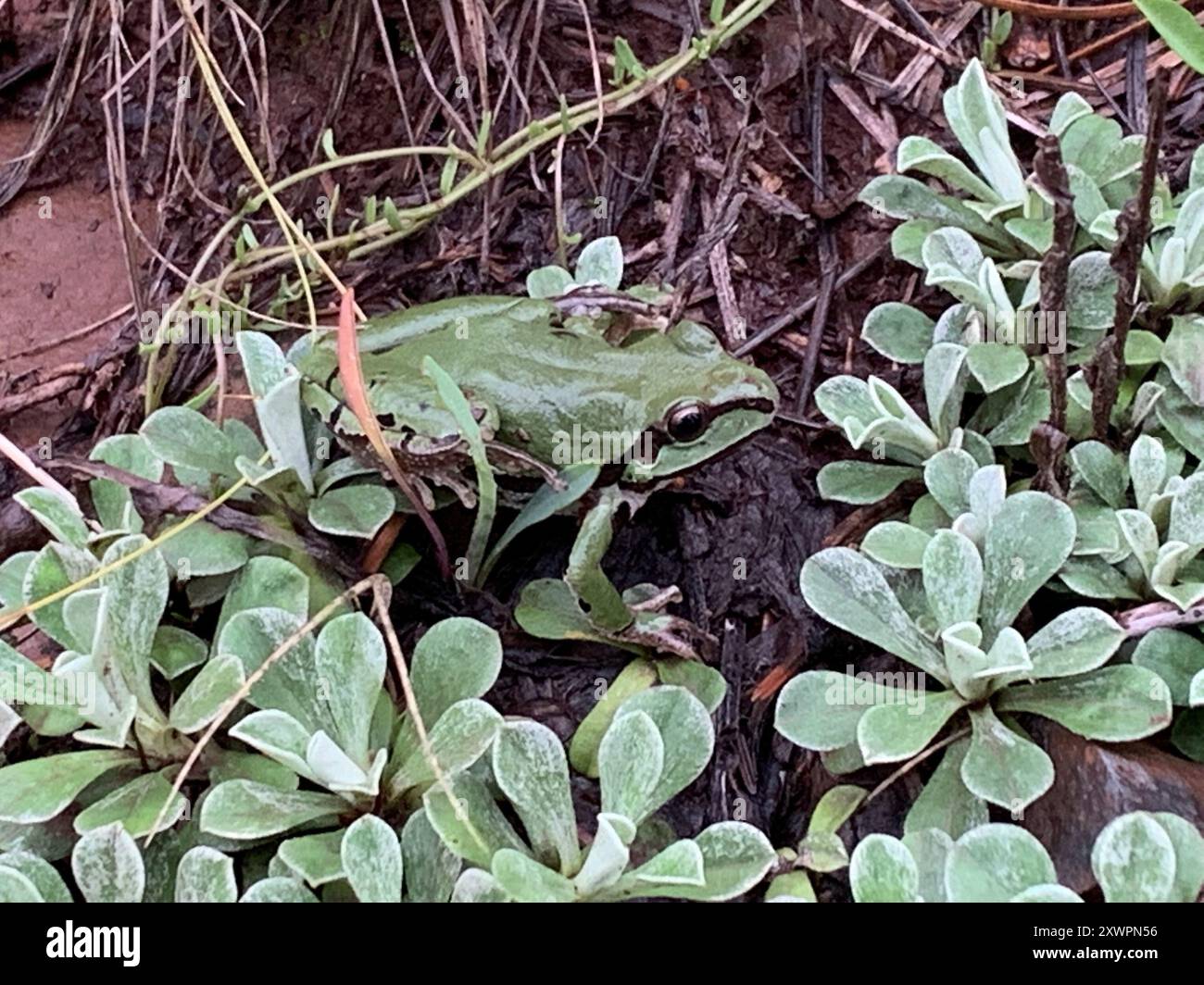 Arizona Tree Frog (Hyla wrightorum) Amphibia Stock Photo - Alamy
