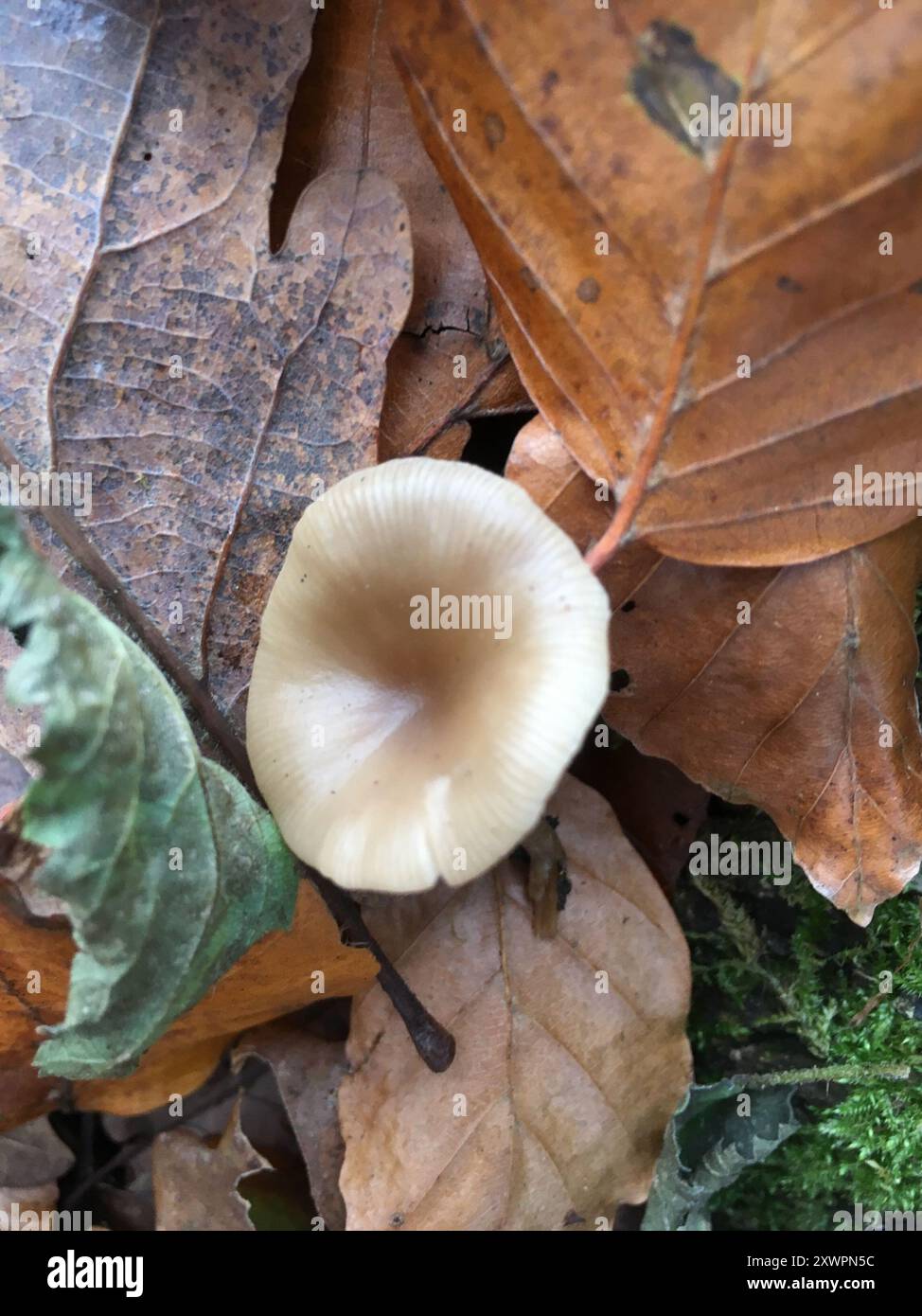 Fragrant Funnel (Clitocybe fragrans) Fungi Stock Photo - Alamy