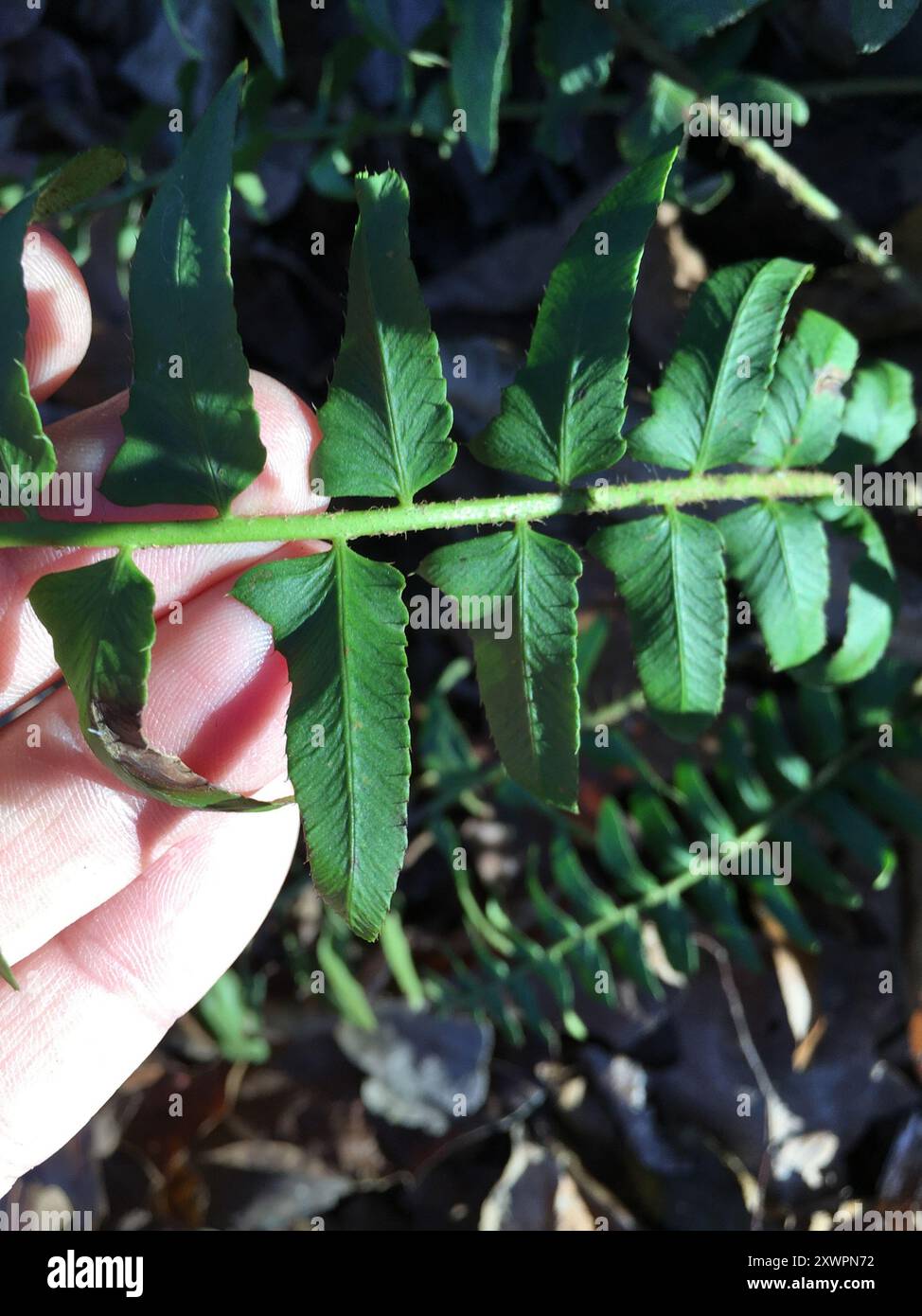 Christmas fern (Polystichum acrostichoides) Plantae Stock Photo - Alamy