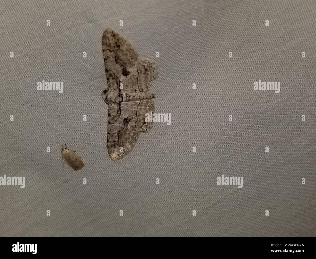 Brown-shaded Gray (Iridopsis defectaria) Insecta Stock Photo - Alamy