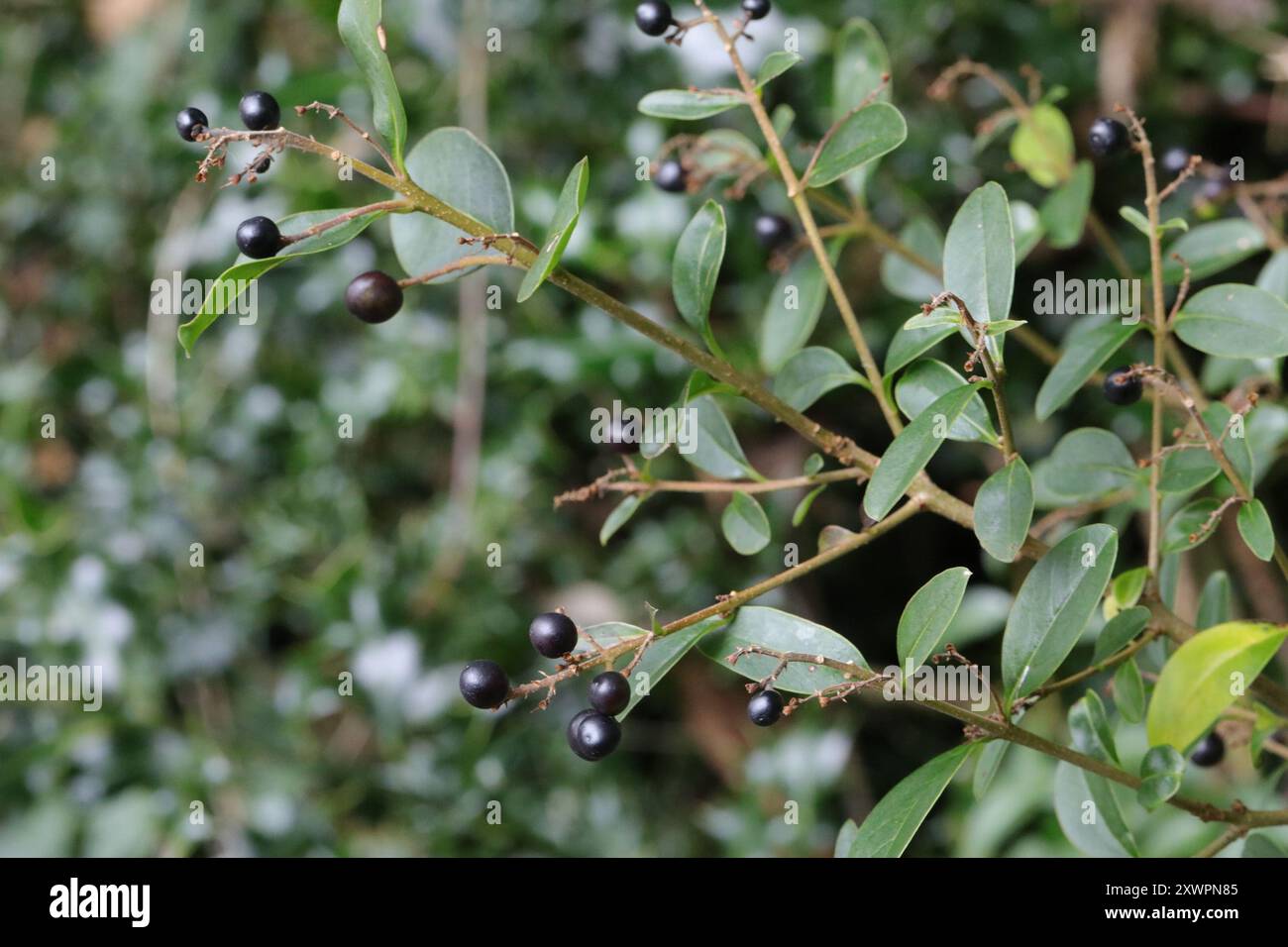 Common Privet (Ligustrum vulgare) Plantae Stock Photo - Alamy