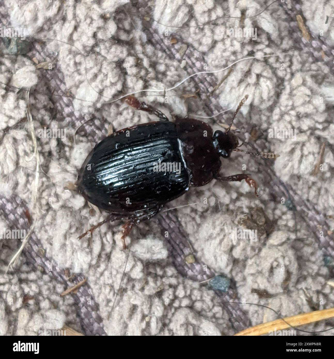 (Necrophilus hydrophiloides) Insecta Stock Photo - Alamy