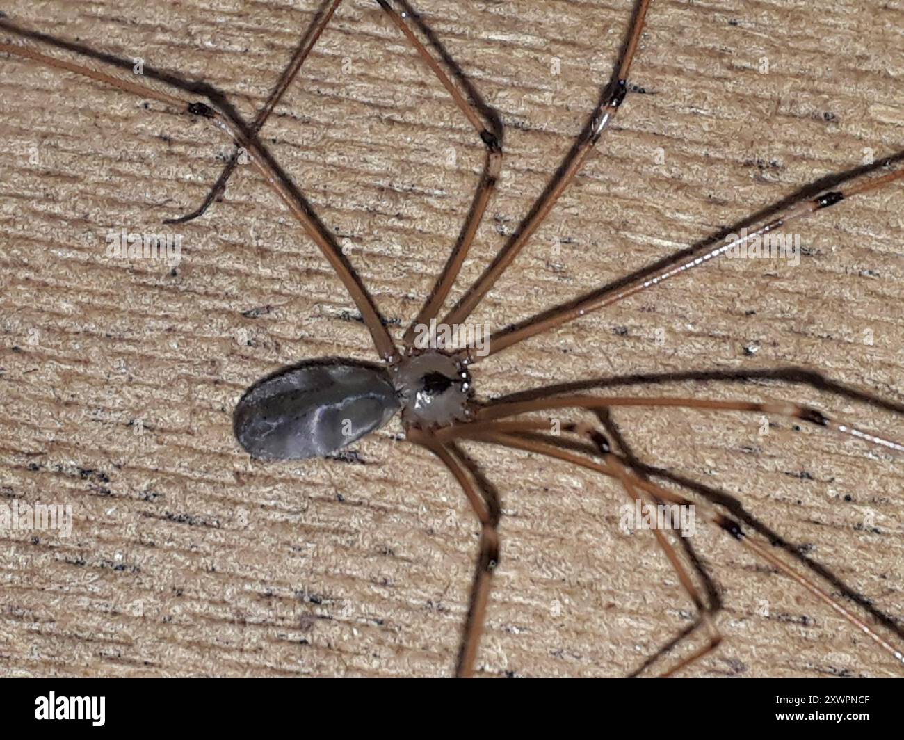 Long-bodied Cellar Spider (Pholcus phalangioides) Arachnida Stock Photo - Alamy