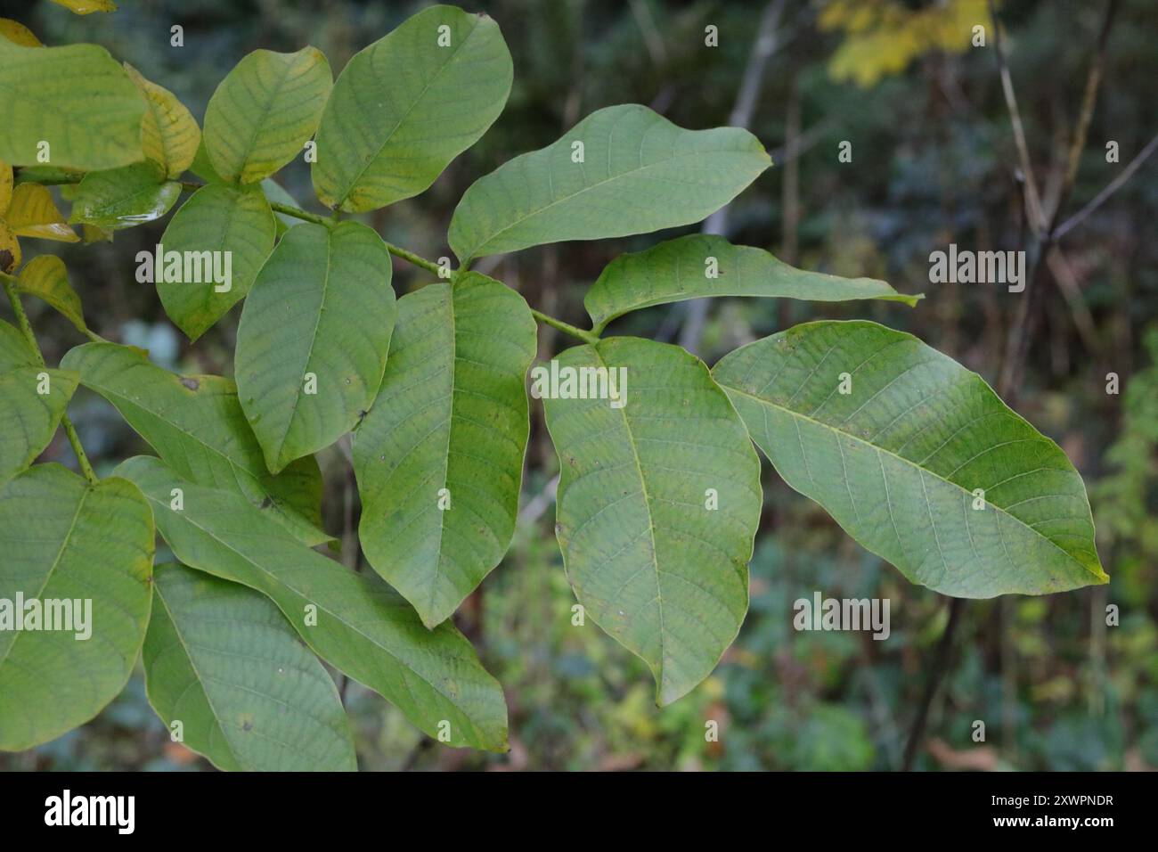 Persian walnut (Juglans regia) Plantae Stock Photo - Alamy