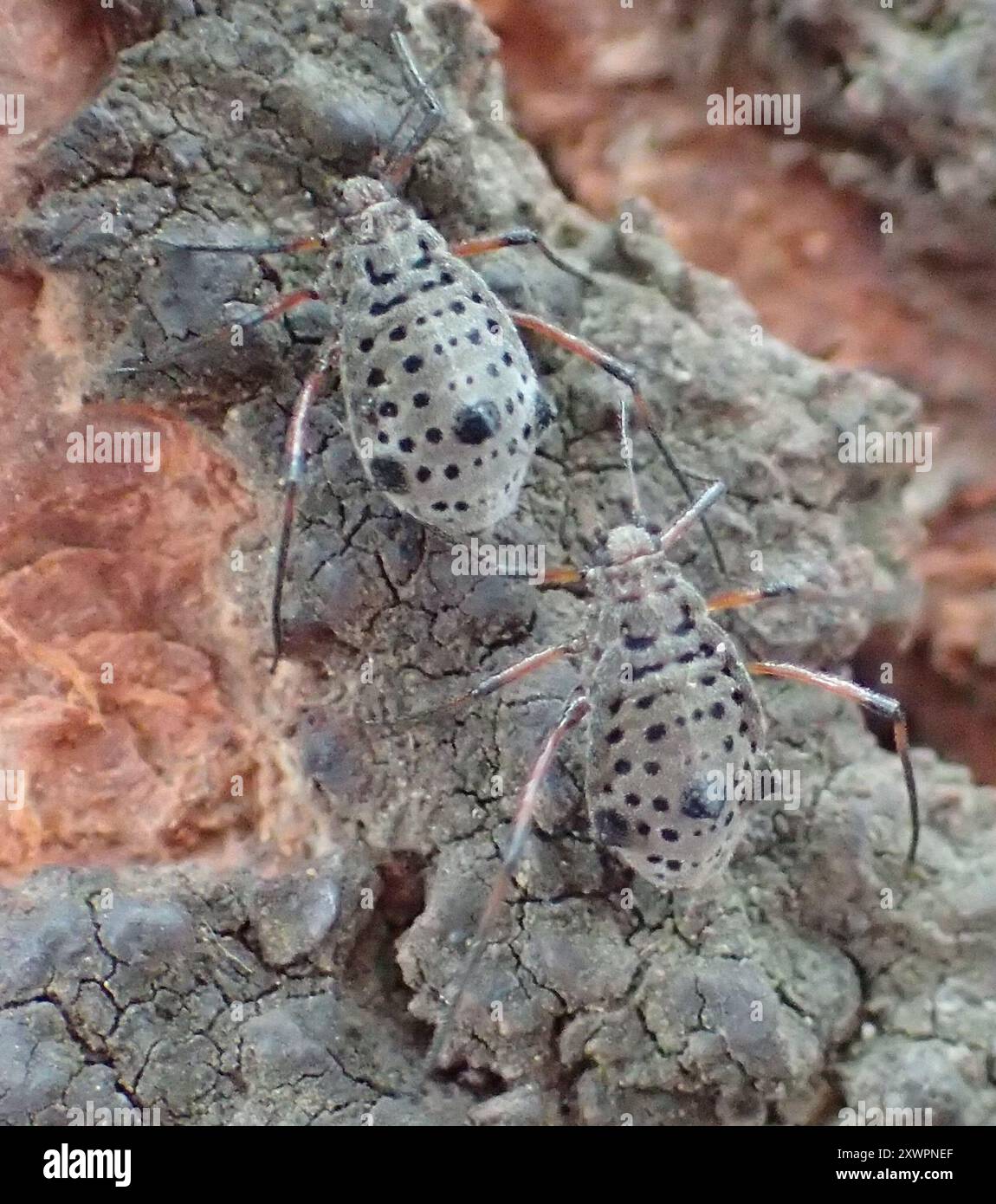 Giant willow aphid hi-res stock photography and images - Alamy