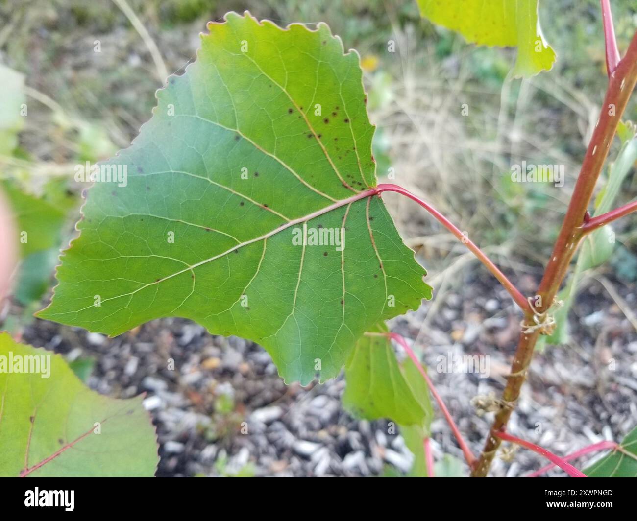 Eastern Cottonwood (Populus deltoides) Plantae Stock Photo - Alamy