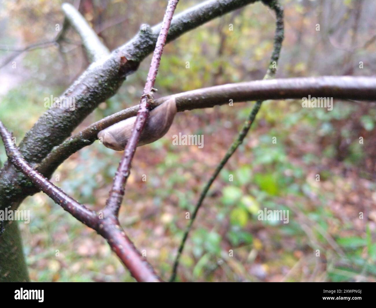 Tree slug (Lehmannia marginata) Mollusca Stock Photo - Alamy