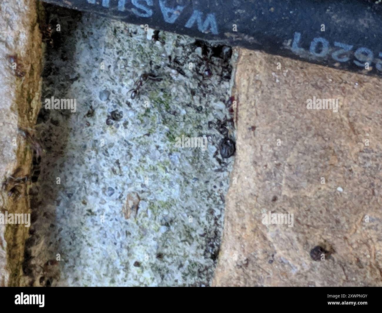 Argentine Ant (Linepithema humile) Insecta Stock Photo - Alamy