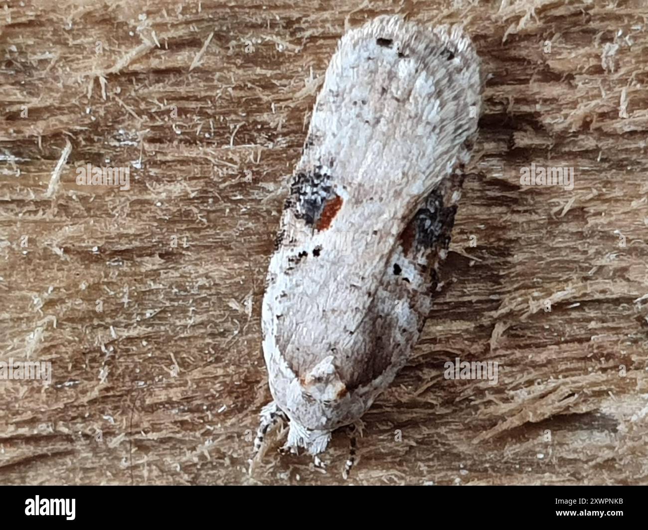 Poison hemlock moth (Agonopterix alstroemeriana) Insecta Stock Photo ...