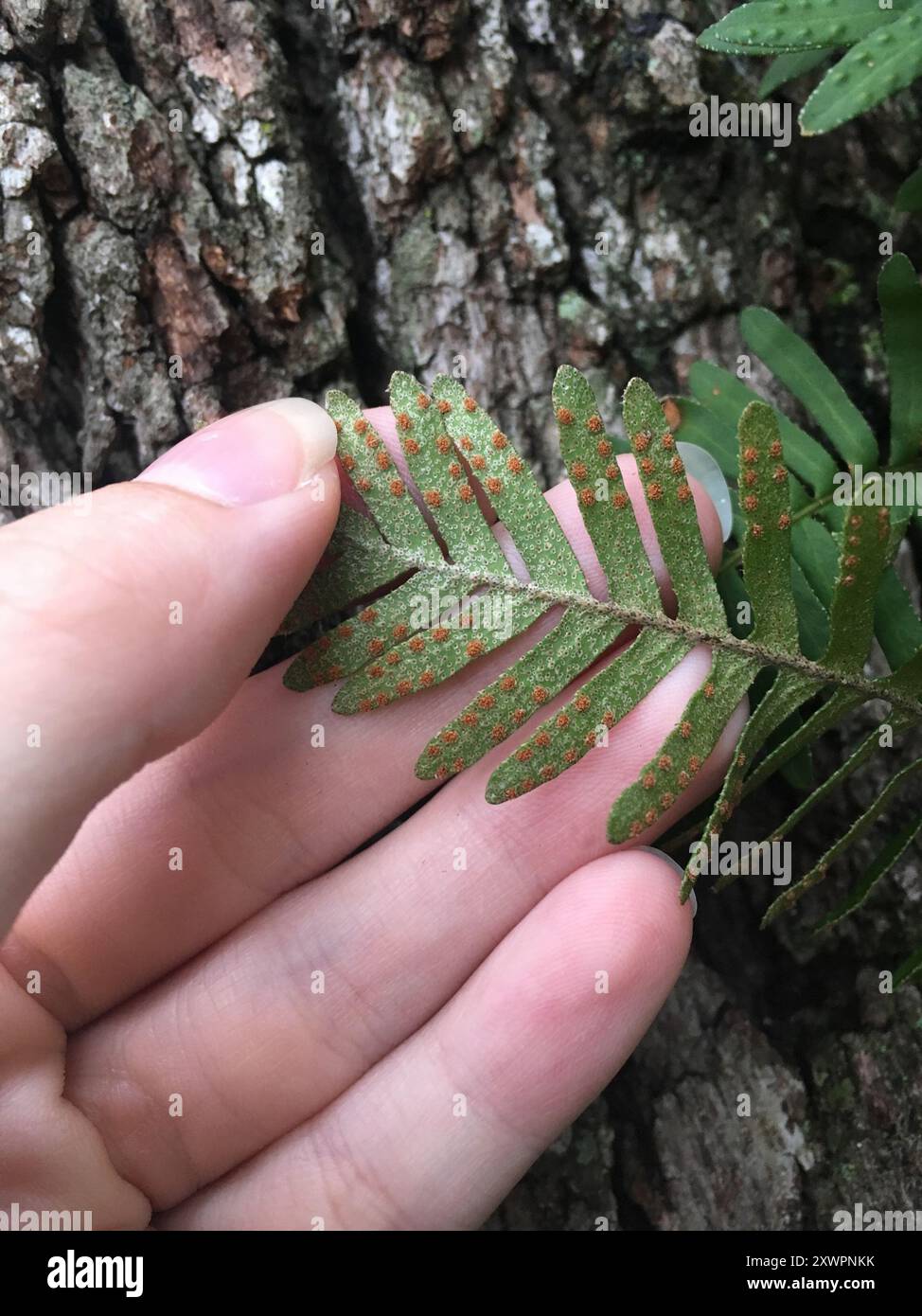 resurrection fern (Pleopeltis michauxiana) Plantae Stock Photo - Alamy