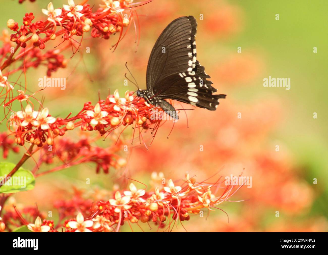 Common Mormon Swallowtail (Papilio polytes) Insecta Stock Photo - Alamy