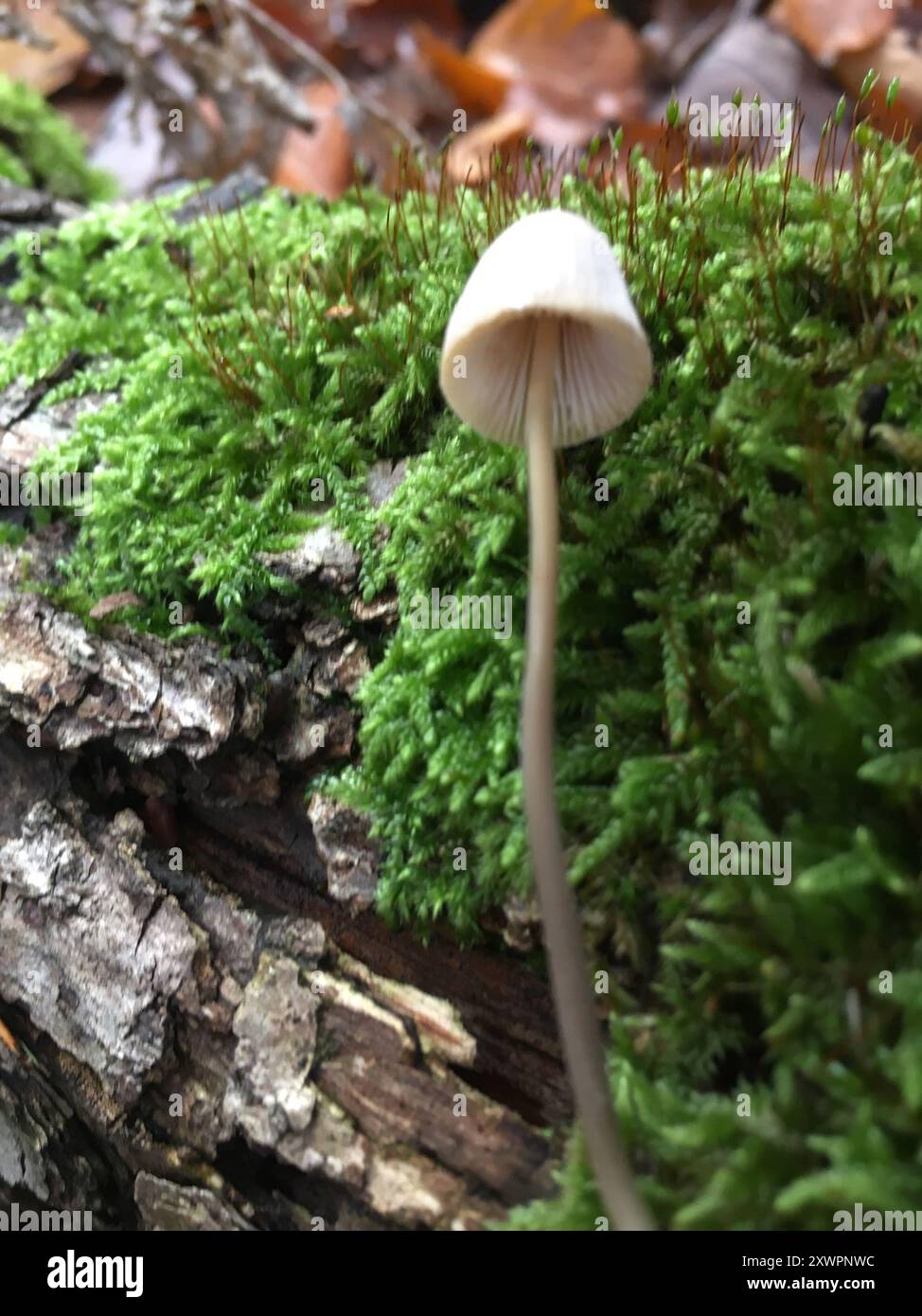 common bonnet (Mycena galericulata) Fungi Stock Photo - Alamy