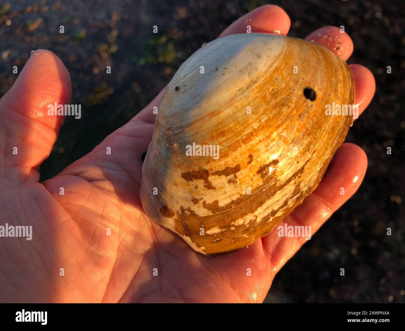 Pacific Gaper (Tresus nuttallii) Mollusca Stock Photo - Alamy