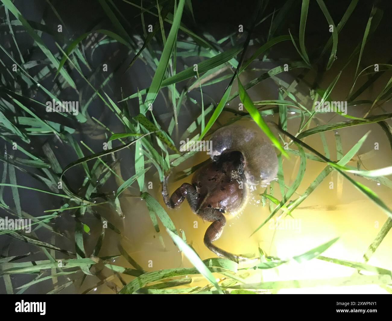 Weeping Frog (Physalaemus biligonigerus) Amphibia Stock Photo - Alamy