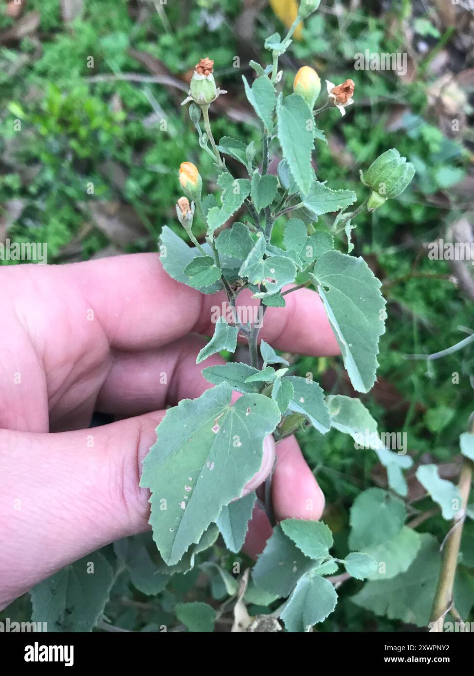 sweet Indian Mallow (Abutilon fruticosum) Plantae Stock Photo - Alamy