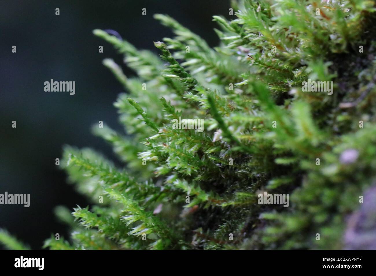Lateral Cryphaea (Cryphaea heteromalla) Plantae Stock Photo - Alamy
