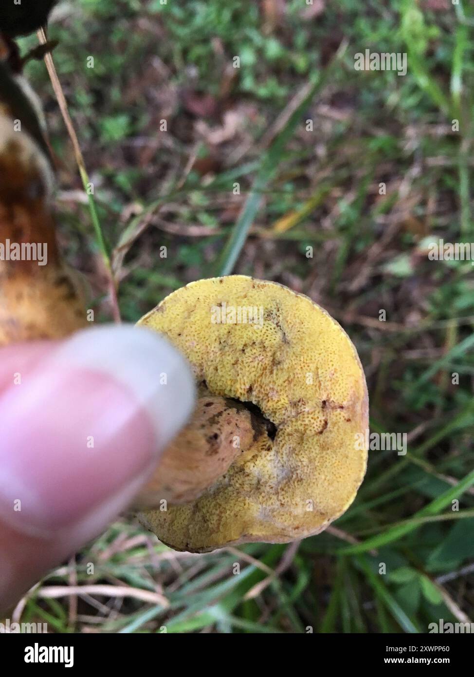 Ruby Bolete (Hortiboletus rubellus) Fungi Stock Photo - Alamy