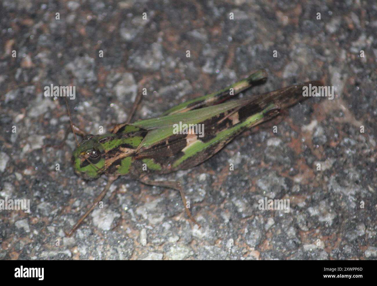 Green Locusts (Gastrimargus) Insecta Stock Photo - Alamy