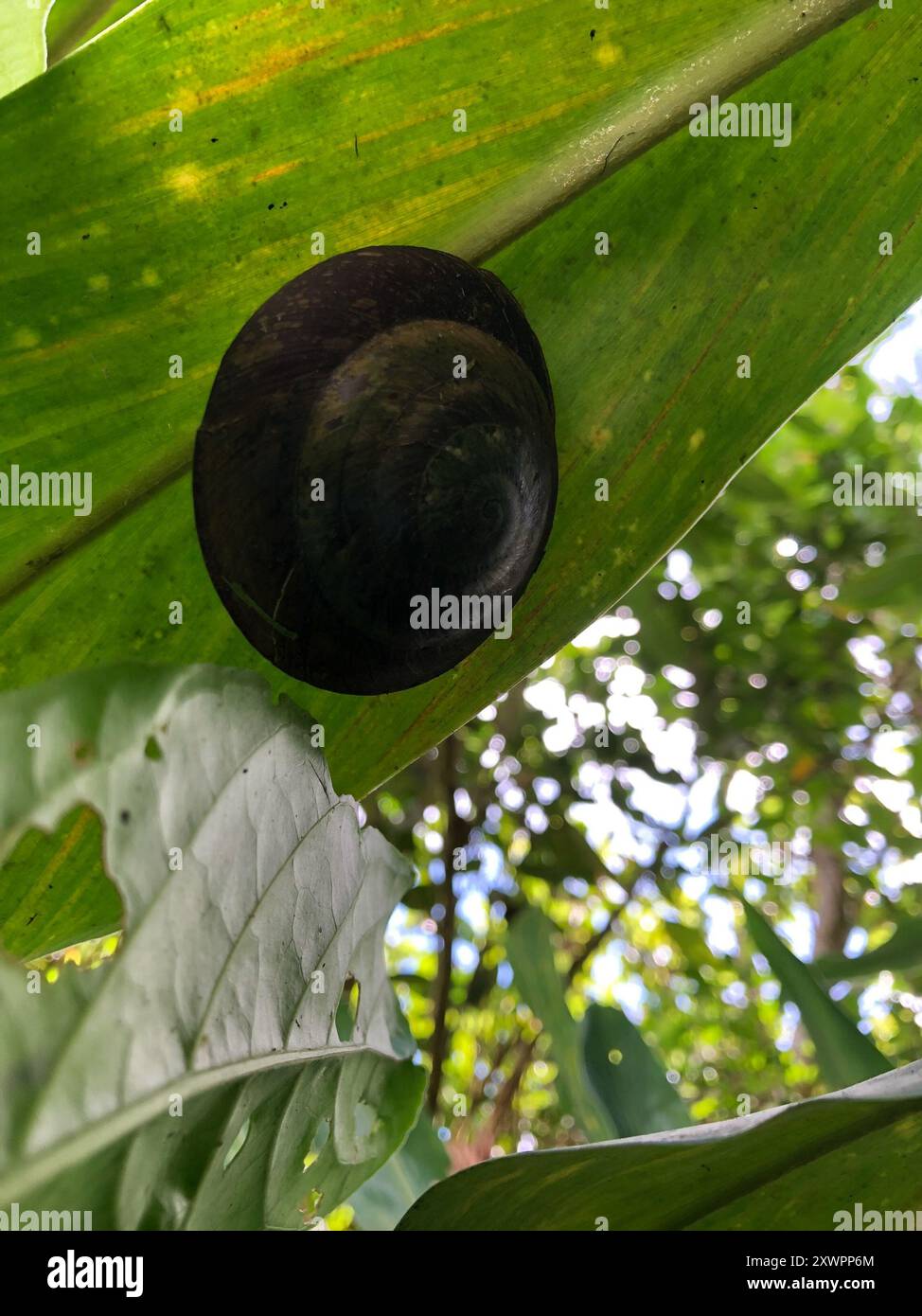 Puerto Rican Tree Snail (Caracolus caracolla) Mollusca Stock Photo - Alamy