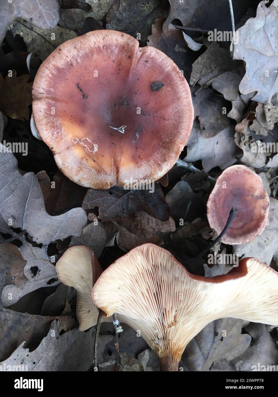 Yellow-staining Milk Cap (Lactarius xanthogalactus) Fungi Stock Photo ...