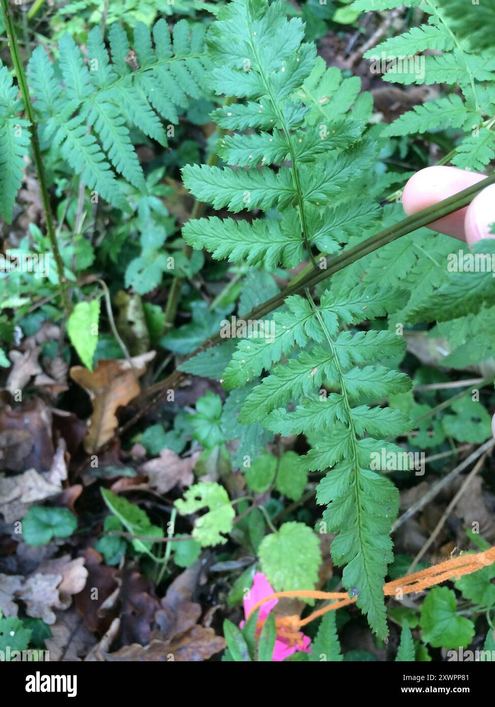 spinulose wood fern (Dryopteris carthusiana) Plantae Stock Photo - Alamy