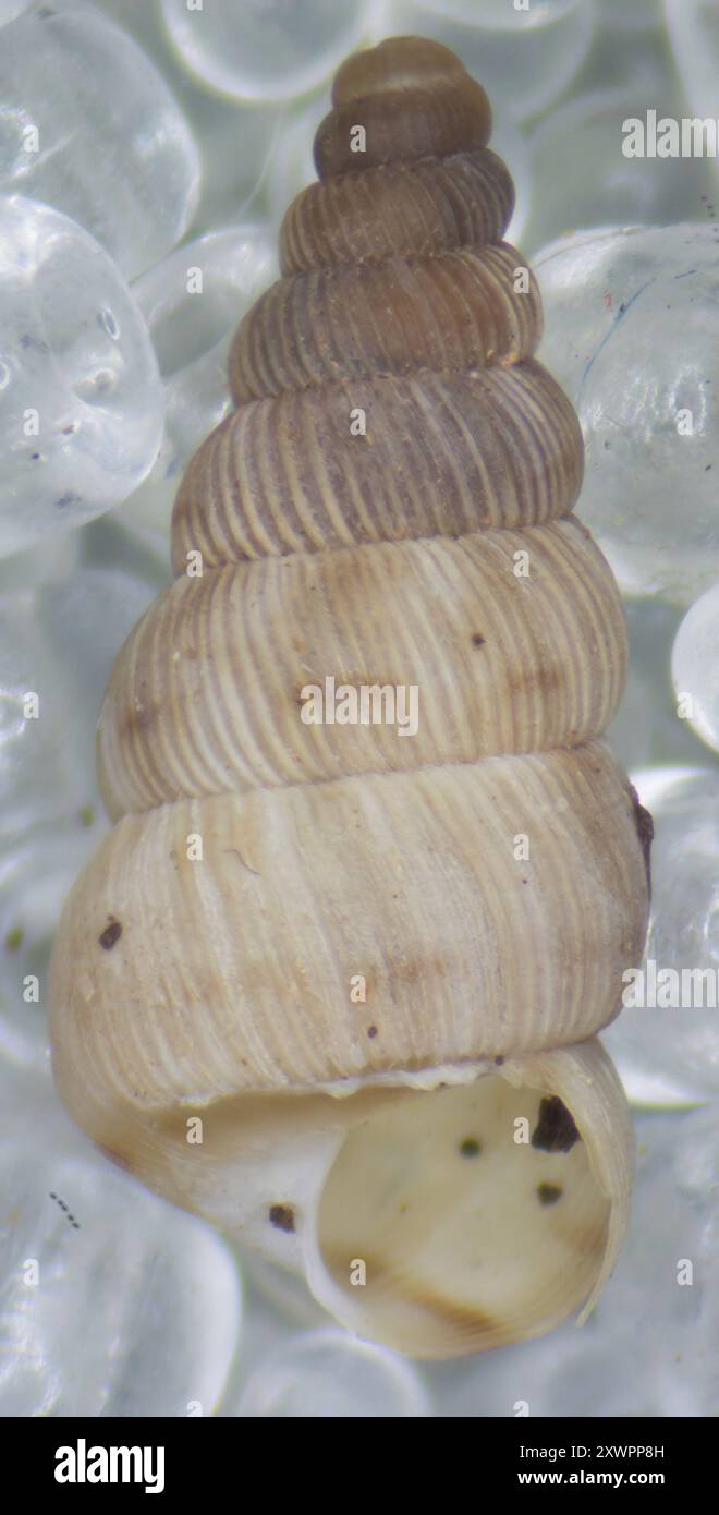 Cochlostoma hi-res stock photography and images - Alamy