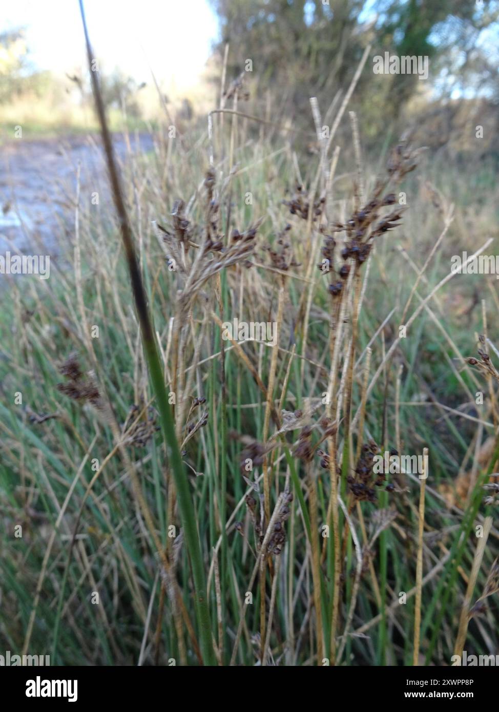 Hard Rush (Juncus inflexus) Plantae Stock Photo - Alamy