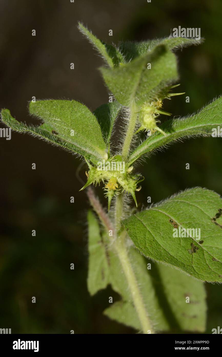Bindii (Acanthospermum hispidum) Plantae Stock Photo - Alamy
