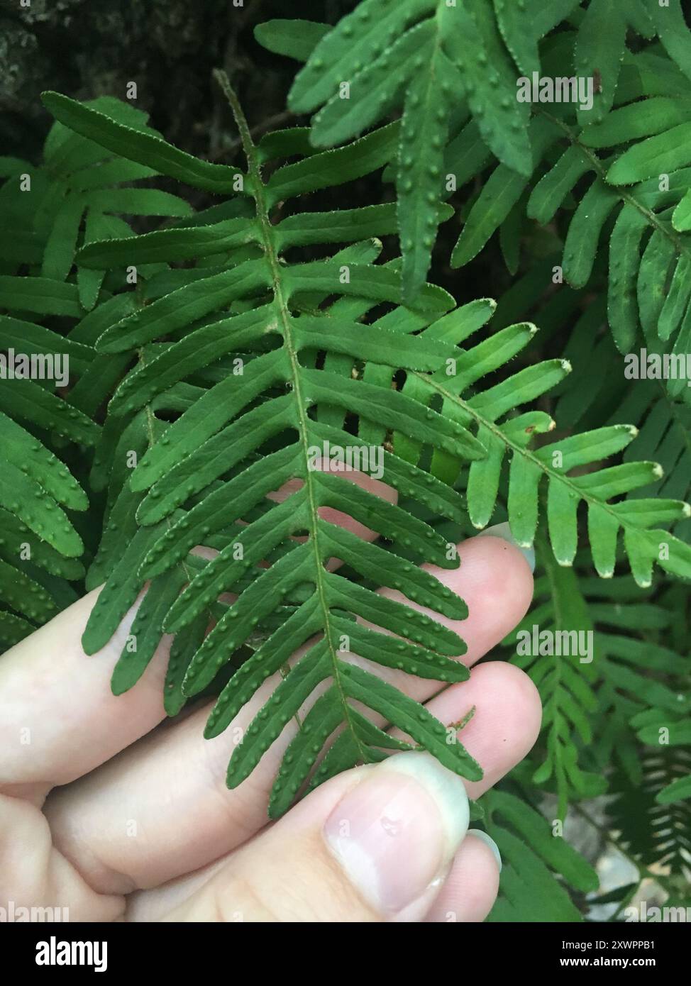 resurrection fern (Pleopeltis michauxiana) Plantae Stock Photo - Alamy